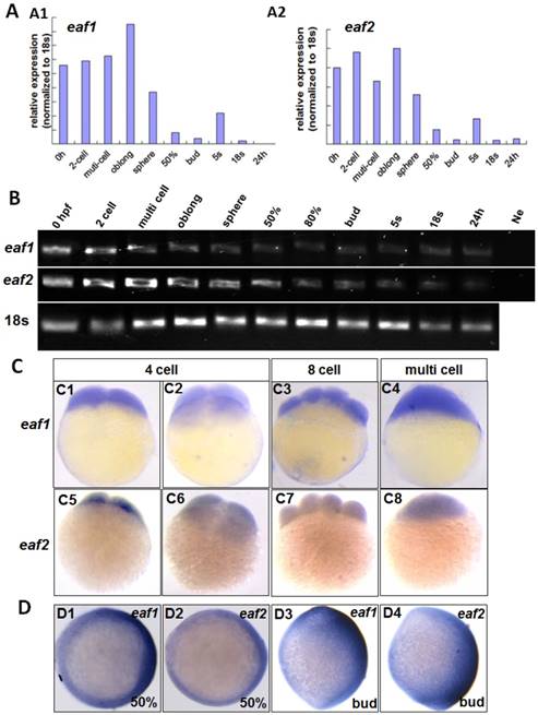Eaf1 and Eaf2 mediate zebrafish dorsal-ventral axis patterning via ...