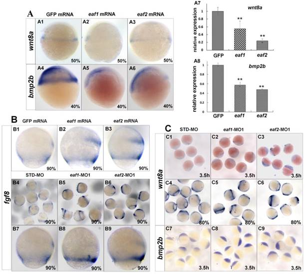 Eaf1 and Eaf2 mediate zebrafish dorsal-ventral axis patterning via ...