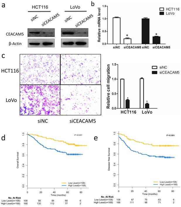 FBW7 suppresses metastasis of colorectal cancer by inhibiting HIF1α ...
