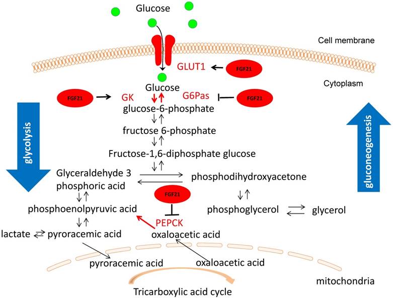 The role of FGF21 in type 1 diabetes and its complications