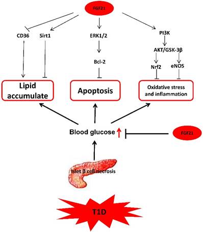 The role of FGF21 in type 1 diabetes and its complications