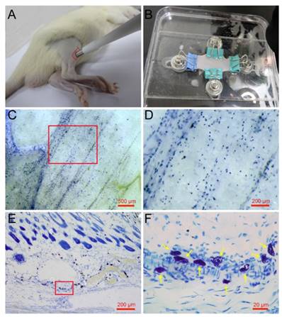 An investigation of the distribution and location of mast cells ...