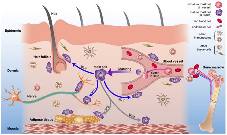 An investigation of the distribution and location of mast cells ...