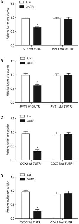 Combined Effects of PVT1 and MiR-146a Single Nucleotide Polymorphism on the Lung Function of ...
