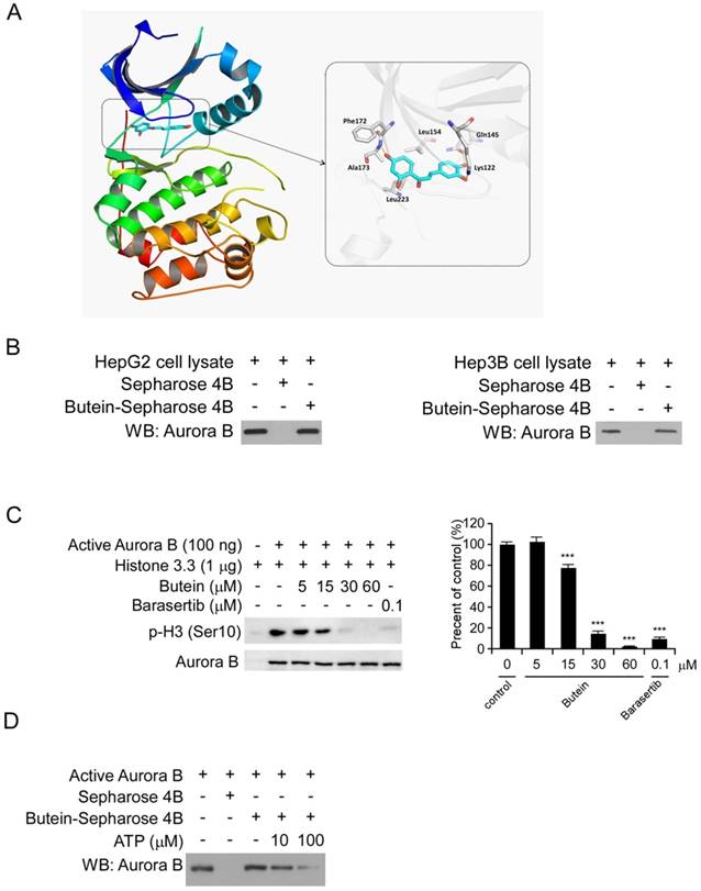 Butein suppresses hepatocellular carcinoma growth via modulating Aurora ...