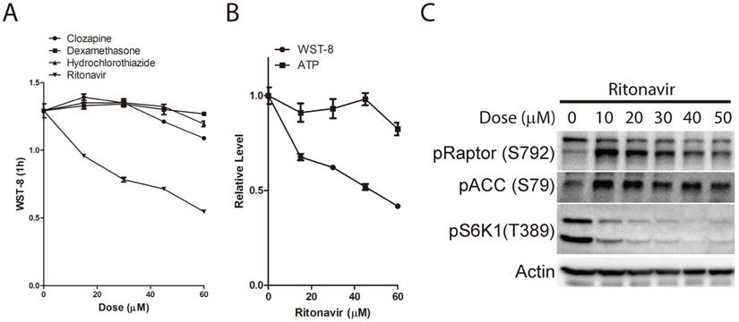 Cellular glucose metabolism is essential for the reduction of cell-impermeable water-soluble ...