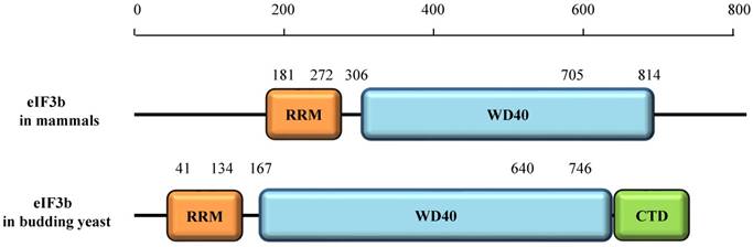 The Biological Roles of Translation Initiation Factor 3b