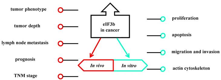 The Biological Roles of Translation Initiation Factor 3b