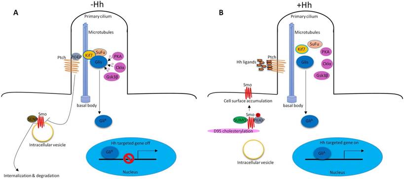 Role of canonical Hedgehog signaling pathway in liver
