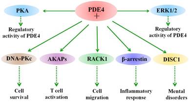 Targeting phosphodiesterase 4 as a potential therapeutic strategy for ...
