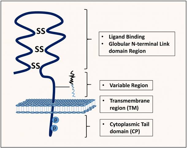 Novel CD44-downstream signaling pathways mediating breast tumor invasion