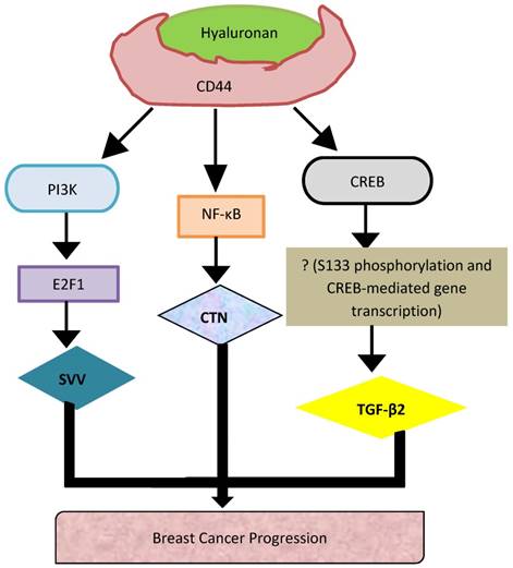 Novel CD44-downstream signaling pathways mediating breast tumor invasion