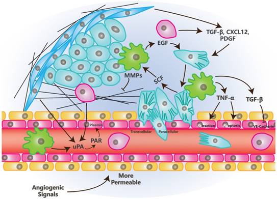 Effect of Stromal Cells in Tumor Microenvironment on Metastasis Initiation