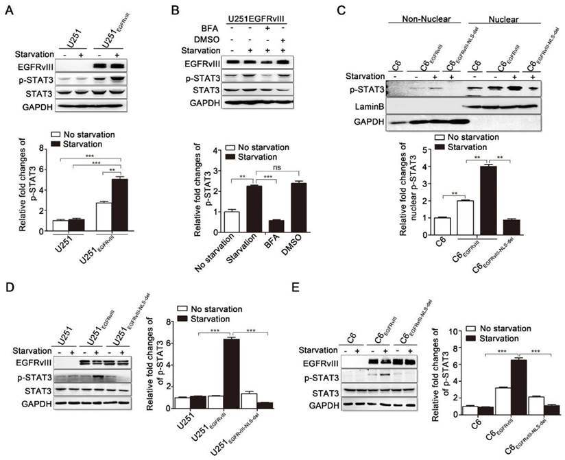 COPI-Mediated Nuclear Translocation of EGFRvIII Promotes STAT3 ...