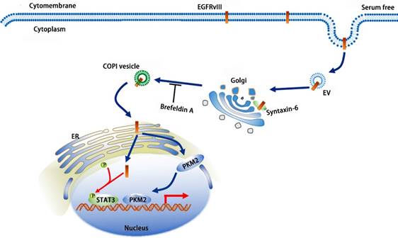 COPI-Mediated Nuclear Translocation of EGFRvIII Promotes STAT3 ...