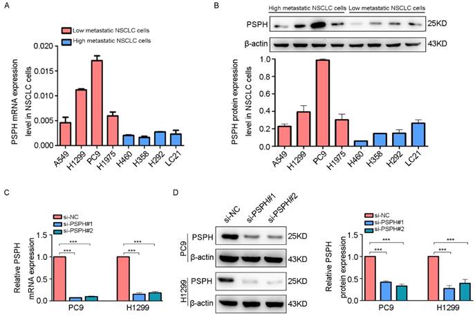 PSPH Mediates the Metastasis and Proliferation of Non-small Cell Lung ...