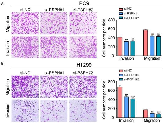 PSPH Mediates the Metastasis and Proliferation of Non-small Cell Lung ...