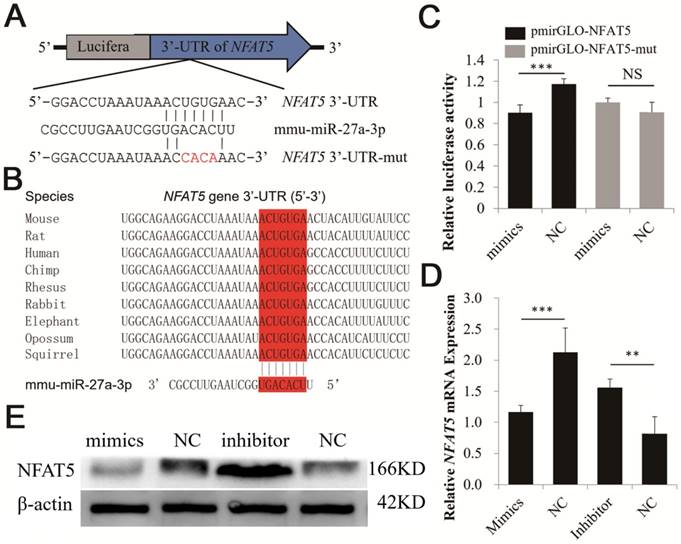 NFAT5 is Regulated by p53/miR-27a Signal Axis and Promotes Mouse ...