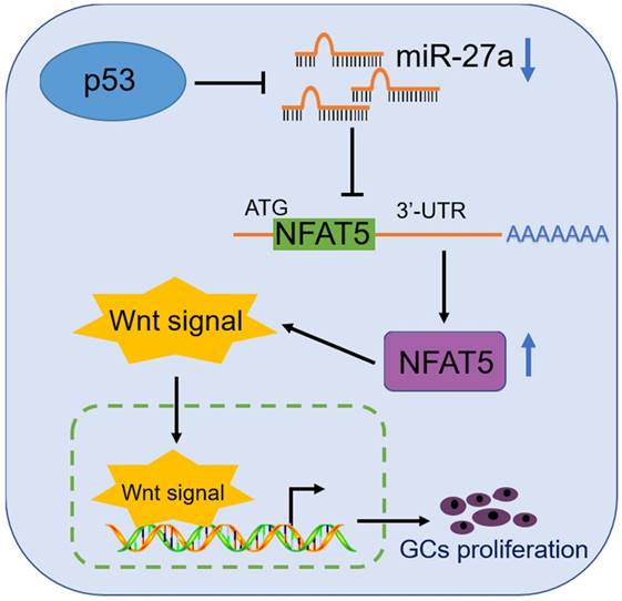 NFAT5 is Regulated by p53/miR-27a Signal Axis and Promotes Mouse ...
