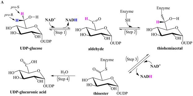 UDP-glucose Dehydrogenase: The First-step Oxidation Is an NAD+ ...