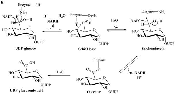 UDP-glucose Dehydrogenase: The First-step Oxidation Is an NAD+ ...