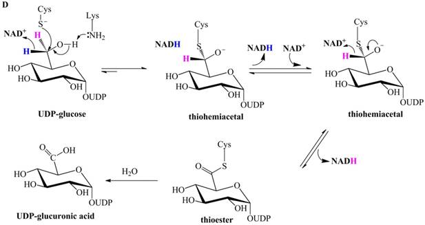 UDP-glucose Dehydrogenase: The First-step Oxidation Is an NAD+ ...