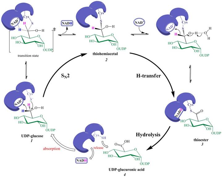UDP-glucose Dehydrogenase: The First-step Oxidation Is an NAD+ ...