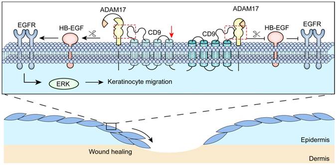 CD9 regulates keratinocyte migration by negatively modulating the ...