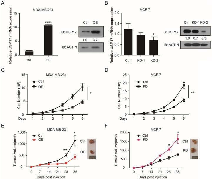 USP17 Suppresses Tumorigenesis and Tumor Growth through ...