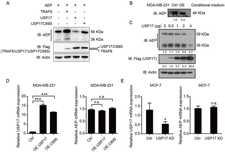 USP17 Suppresses Tumorigenesis and Tumor Growth through ...