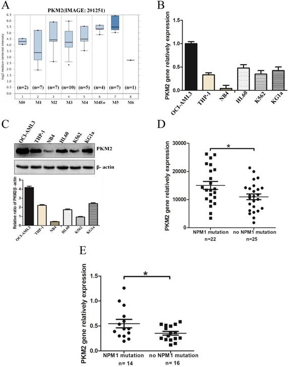 Glycolytic Enzyme PKM2 Mediates Autophagic Activation to Promote Cell ...