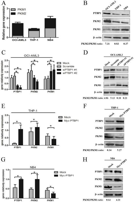 Glycolytic Enzyme PKM2 Mediates Autophagic Activation to Promote Cell ...