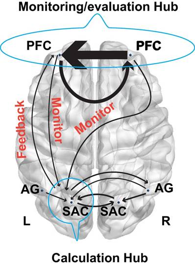 Causal Cortical Network for Arithmetic Problem-Solving Represents Brain ...