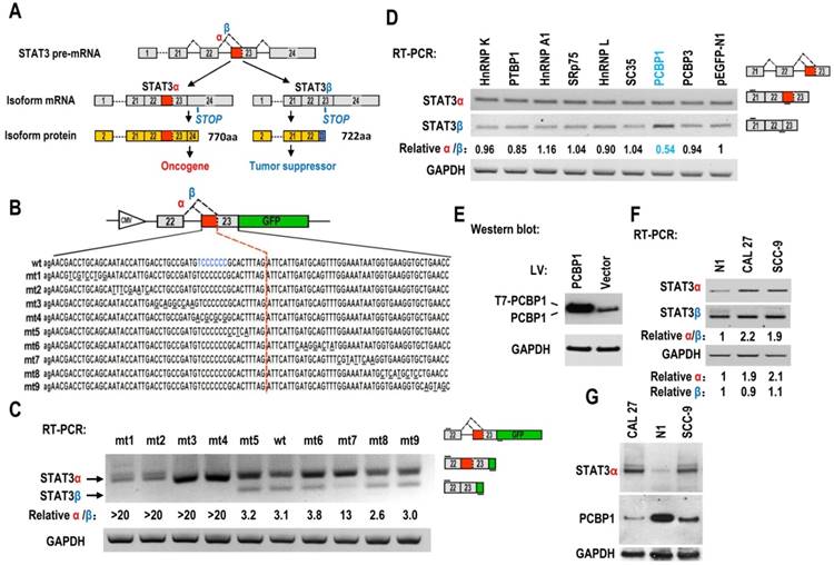 PCBP1 inhibits the expression of oncogenic STAT3 isoform by targeting ...