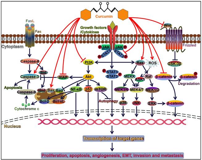 Potential Mechanisms of Action of Curcumin for Cancer Prevention: Focus ...