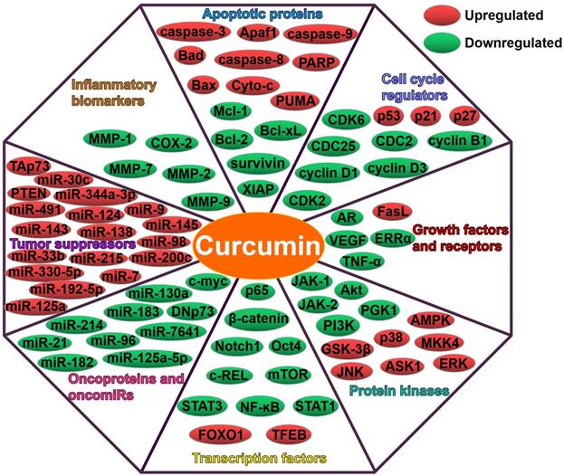 Potential Mechanisms of Action of Curcumin for Cancer Prevention: Focus ...