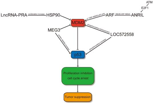 Emerging Roles of p53 Related lncRNAs in Cancer Progression: A ...
