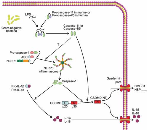 Role of Pyroptosis in Cardiovascular Diseases and its Therapeutic ...