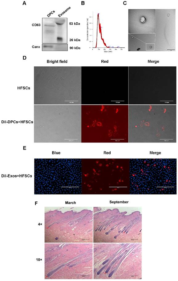 Exosomal Micro RNAs Derived from Dermal Papilla Cells Mediate Hair ...