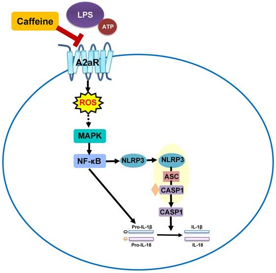 Caffeine Inhibits NLRP3 Inflammasome Activation by Suppressing MAPK/NF ...