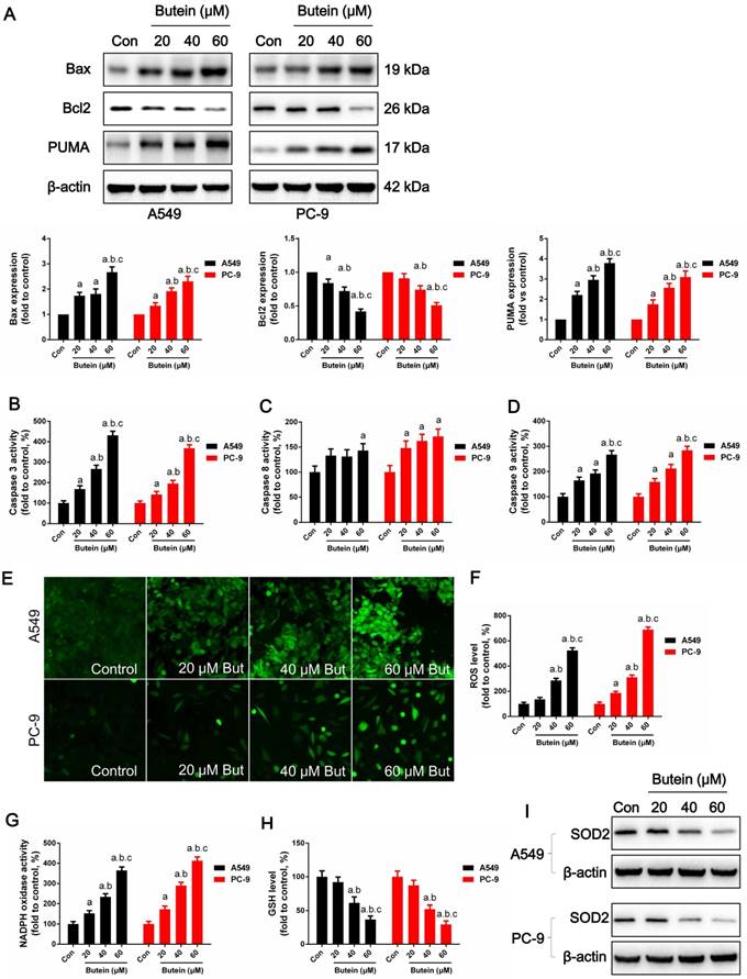 PERK/eIF-2α/CHOP Pathway Dependent ROS Generation Mediates Butein ...