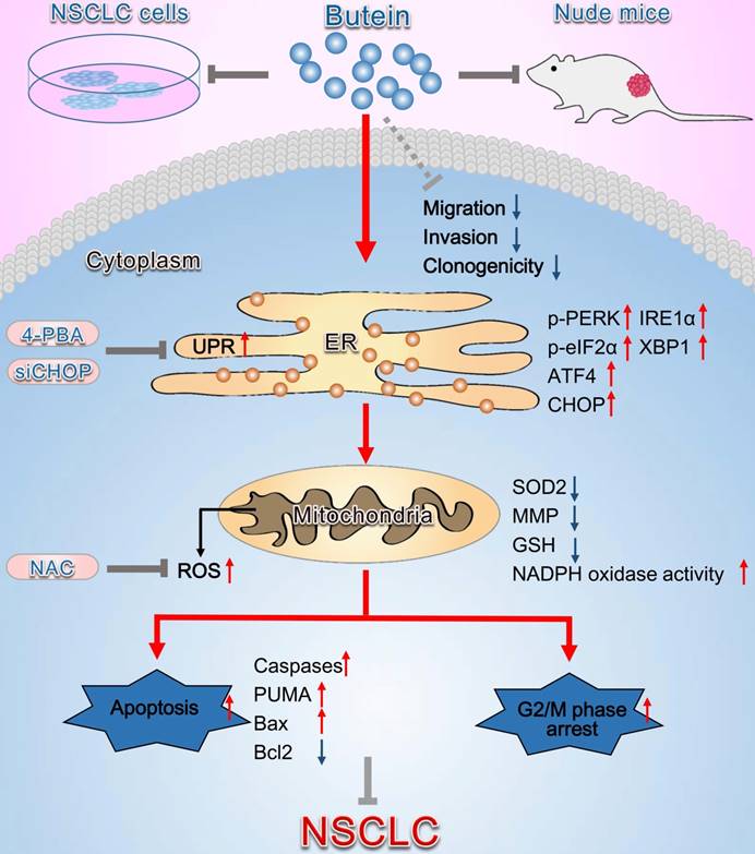 PERK/eIF-2α/CHOP Pathway Dependent ROS Generation Mediates Butein ...