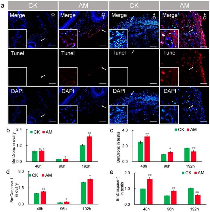 Influence of hyperproteinemia on reproductive development in an ...