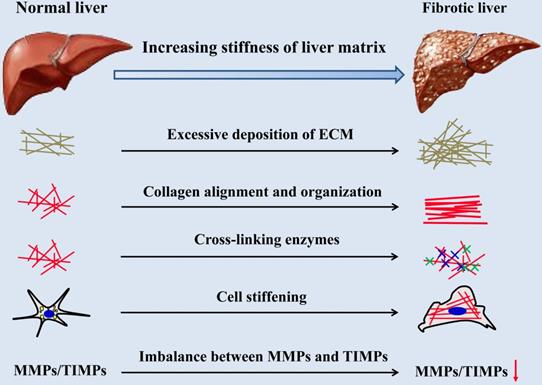Matrix Mechanics as Regulatory Factors and Therapeutic Targets in ...
