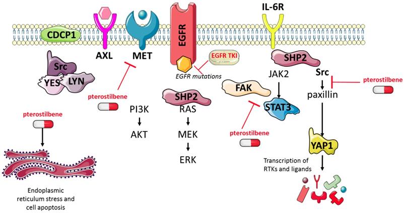 Osimertinib and pterostilbene in EGFR-mutation-positive non-small cell lung cancer (NSCLC)