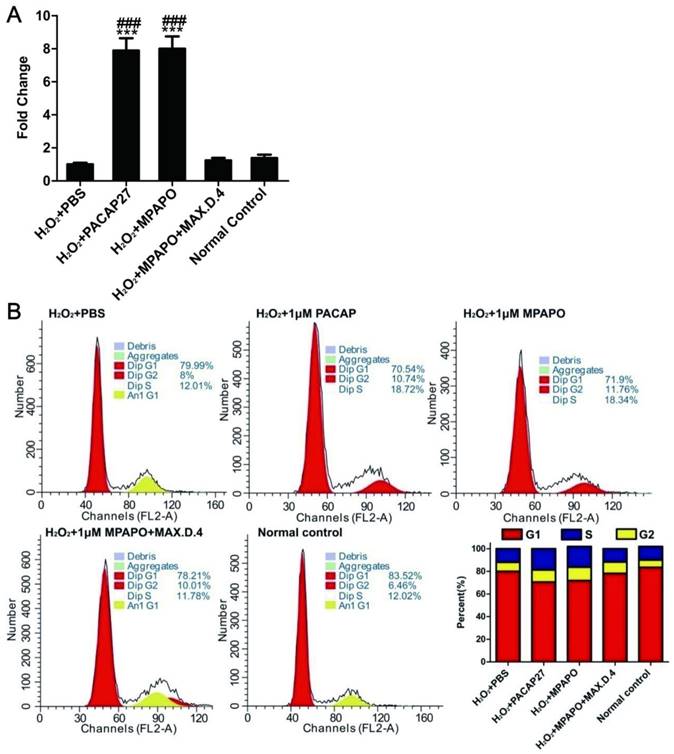 The PACAP-derived peptide MPAPO facilitates corneal wound healing by ...