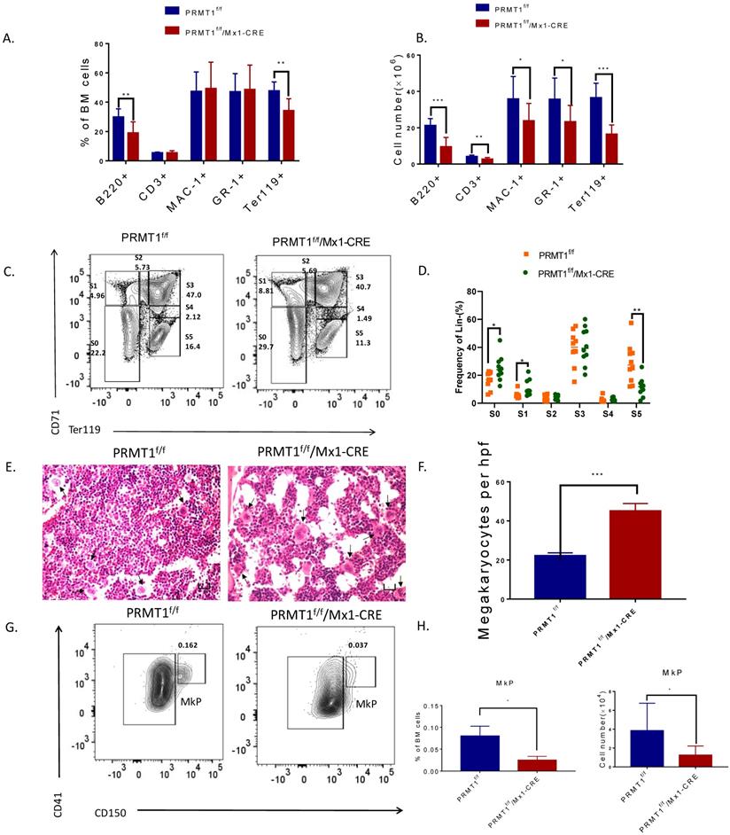 Protein arginine methyltransferase 1 is required for maintenance of normal adult hematopoiesis