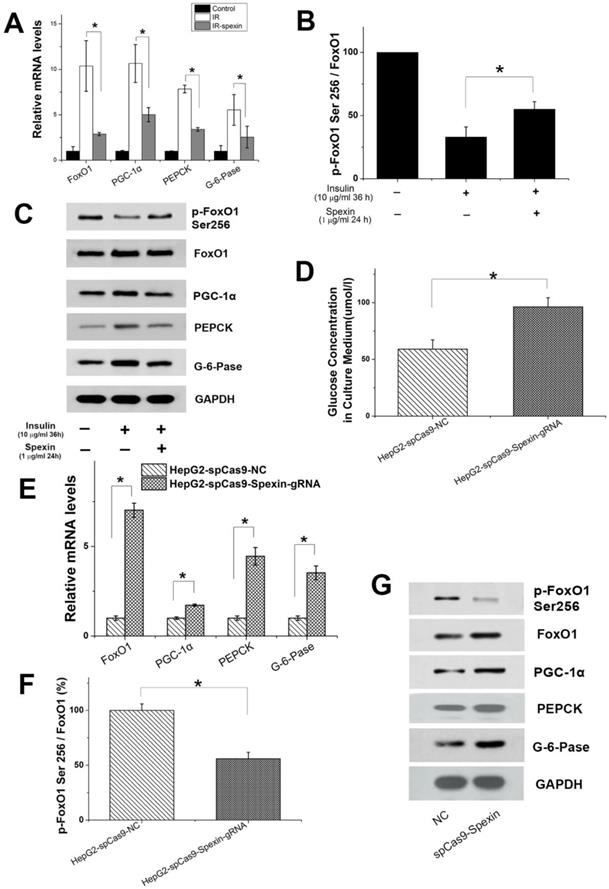 Spexin alleviates insulin resistance and inhibits hepatic ...
