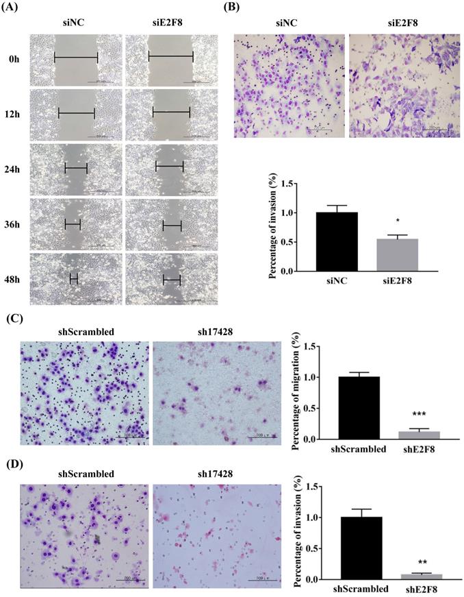 E2F8 regulates the proliferation and invasion through epithelial ...