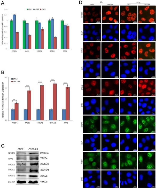 The Homologous Recombination Repair Pathway is Associated with ...